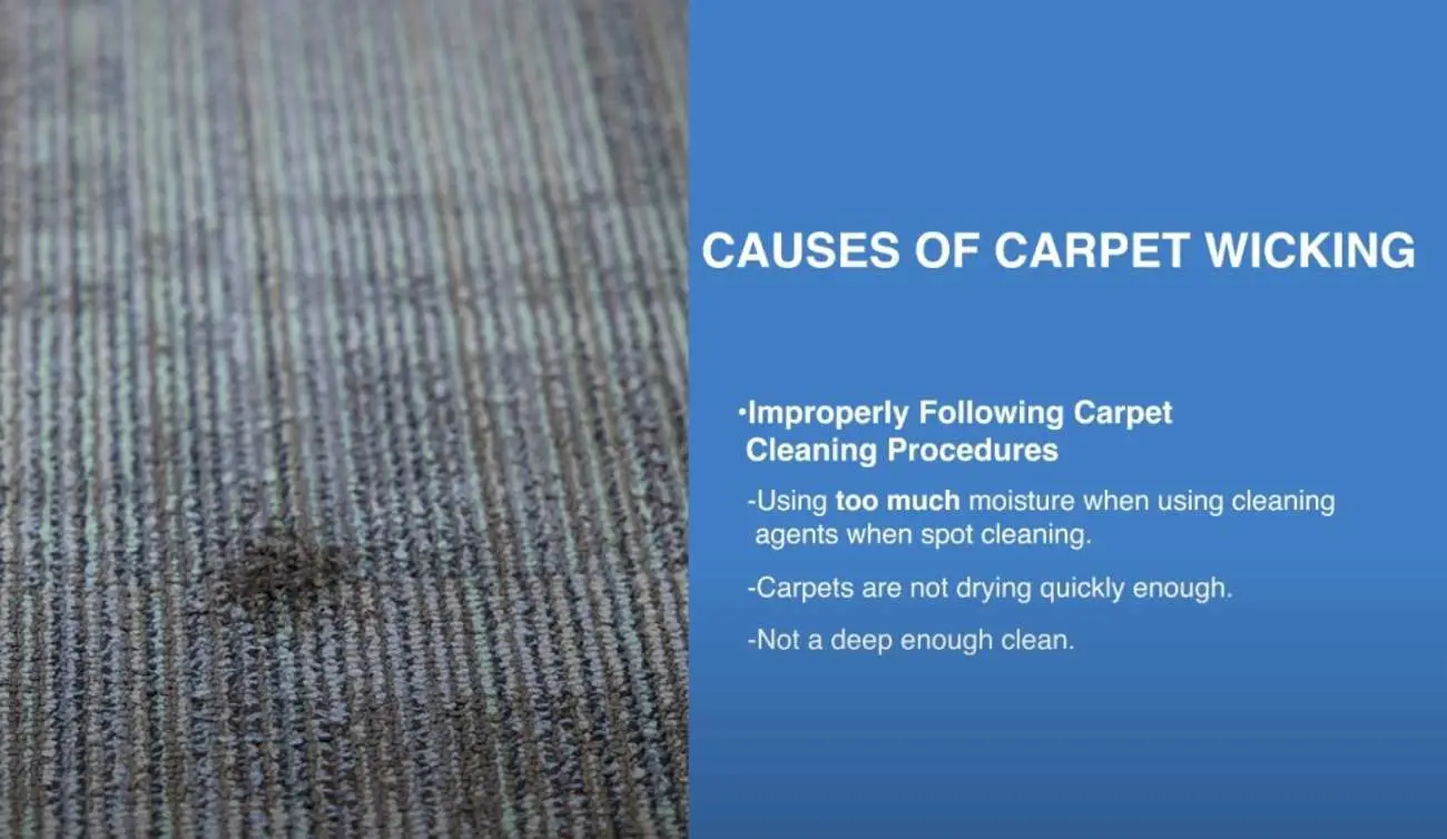 How to Fix Carpet Wicking [Causes and Cleaning Guide] - CarpetsMatter